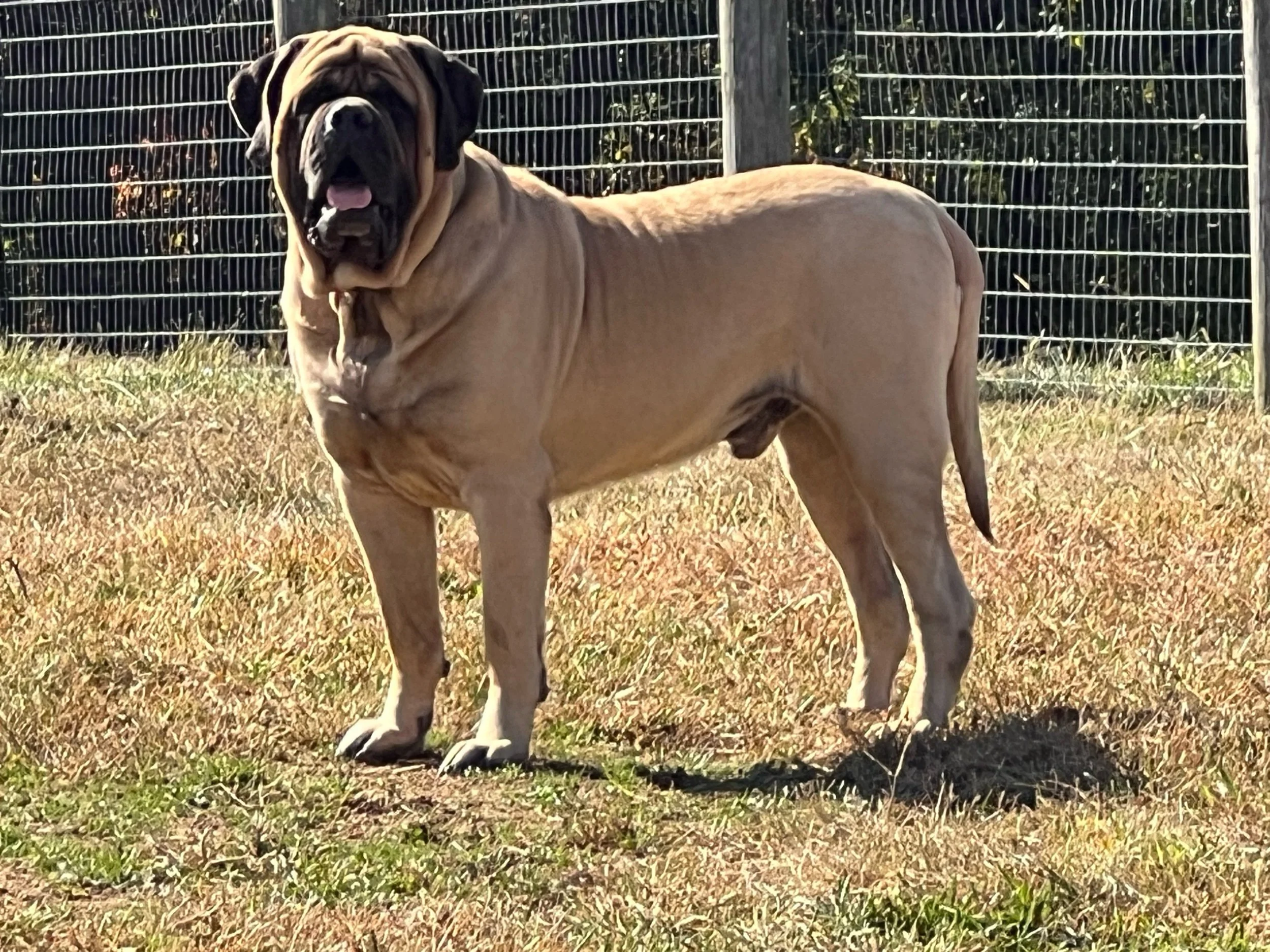 Brutus - Deer Creek Mastiffs | New Park, PA