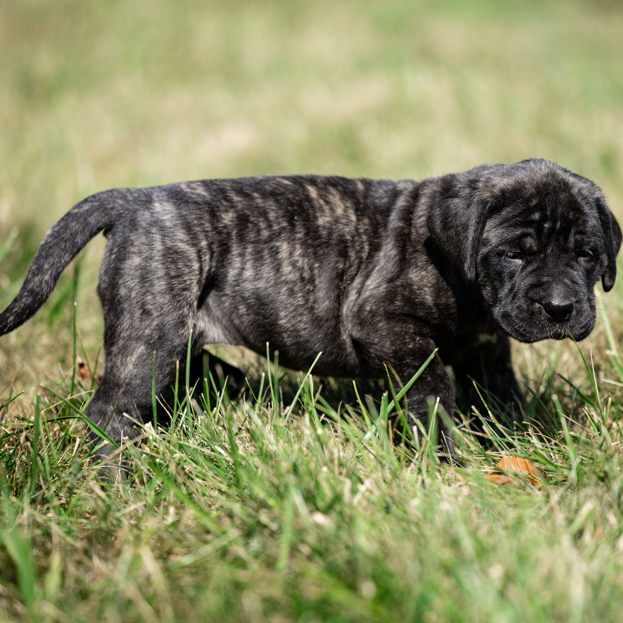 Sable - Deer Creek Mastiffs | New Park, PA